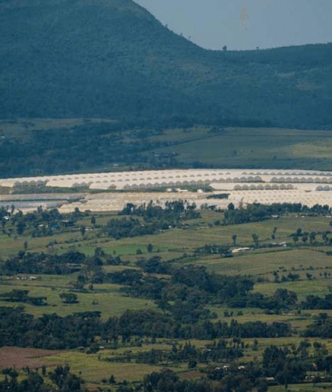 Azalea Blooms | Farms